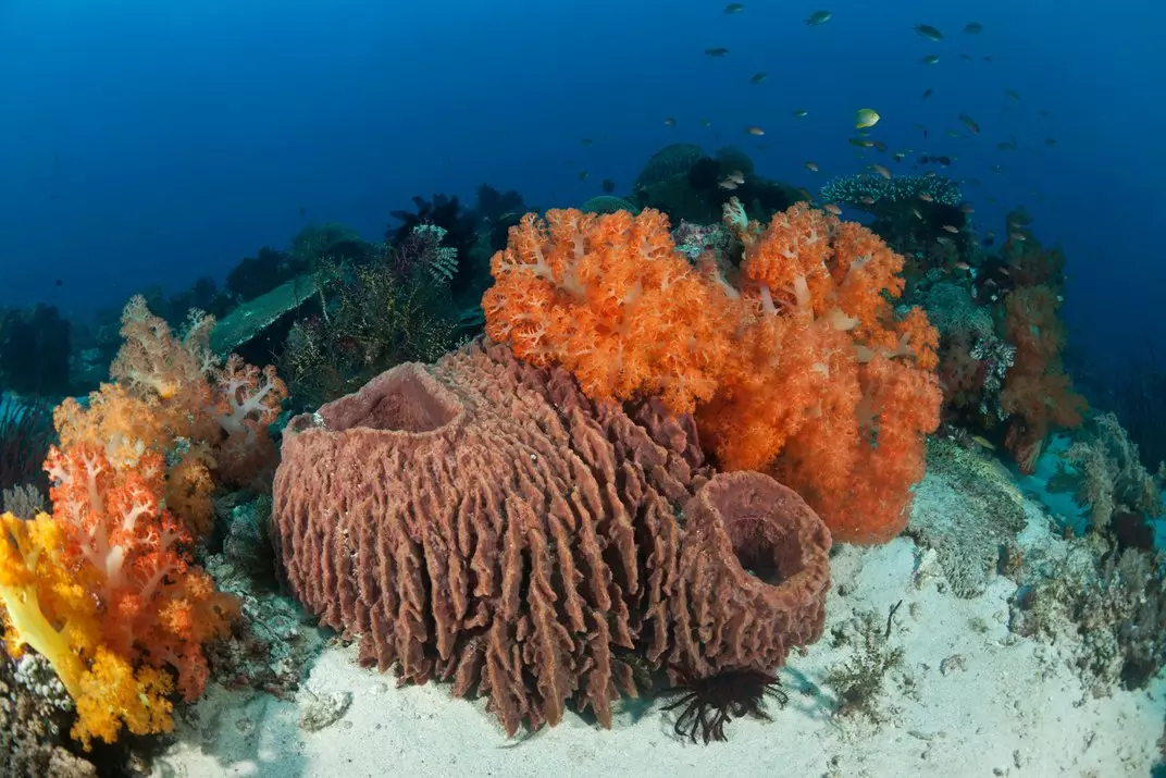 Écoutez les sons d'un récif de corail mourant 51591_12