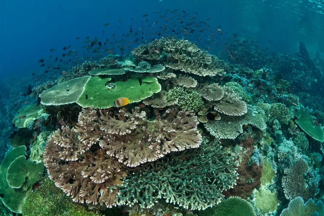 Entzun hilzorian dagoen koral arrezife baten soinuak 51591_13