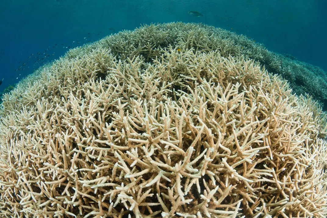 Mvetserani ku Phokoso la Dying Coral Reef 51591_14