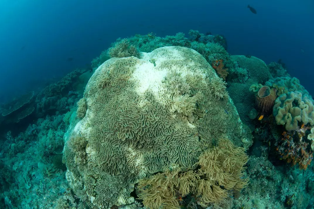 Entzun hilzorian dagoen koral arrezife baten soinuak 51591_15