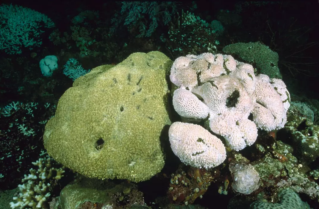 ฟังเสียงของแนวปะการังที่กำลังจะตาย 51591_16