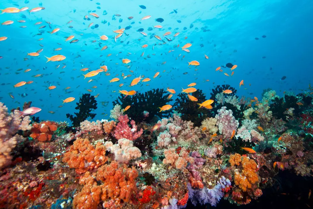 Escuche los sonidos de un arrecife de coral moribundo 51591_2