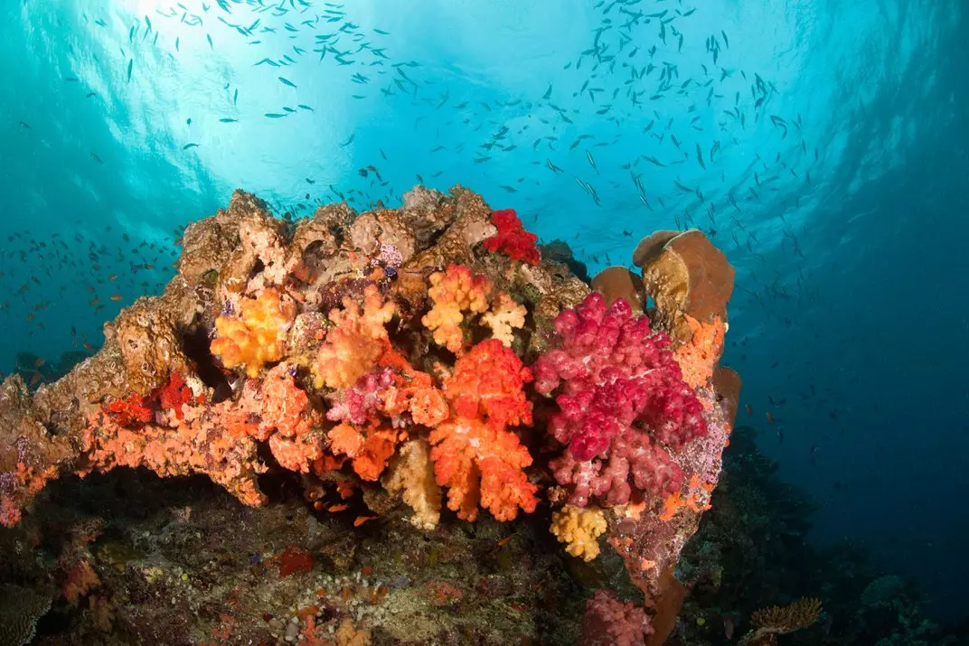 Entzun hilzorian dagoen koral arrezife baten soinuak 51591_3
