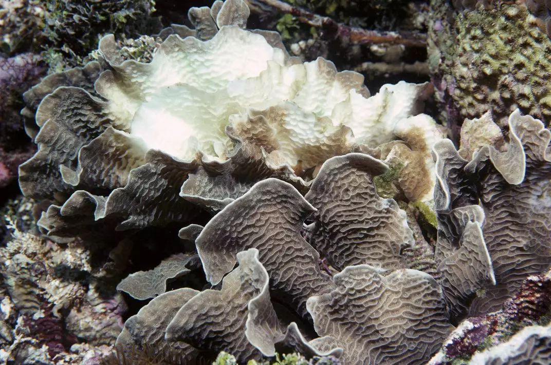 Ouça os sons de um recife de coral moribundo 51591_4