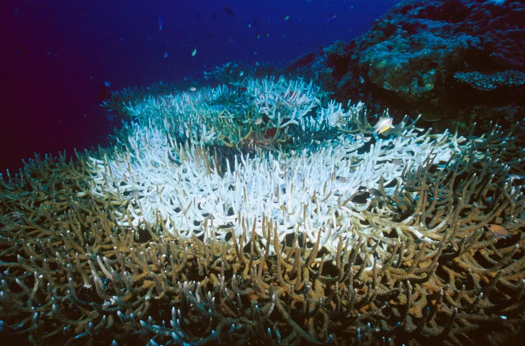Écoutez les sons d'un récif de corail mourant 51591_5