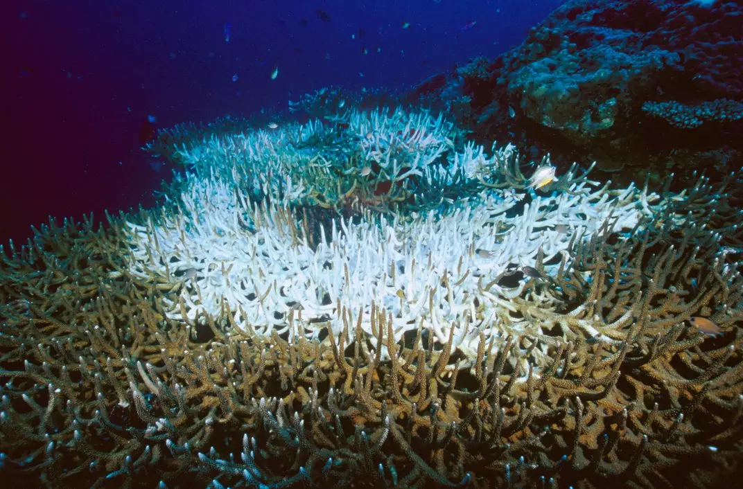 Paminawa ang Tingog sa Usa ka Himatyon nga Coral Reef 51591_5