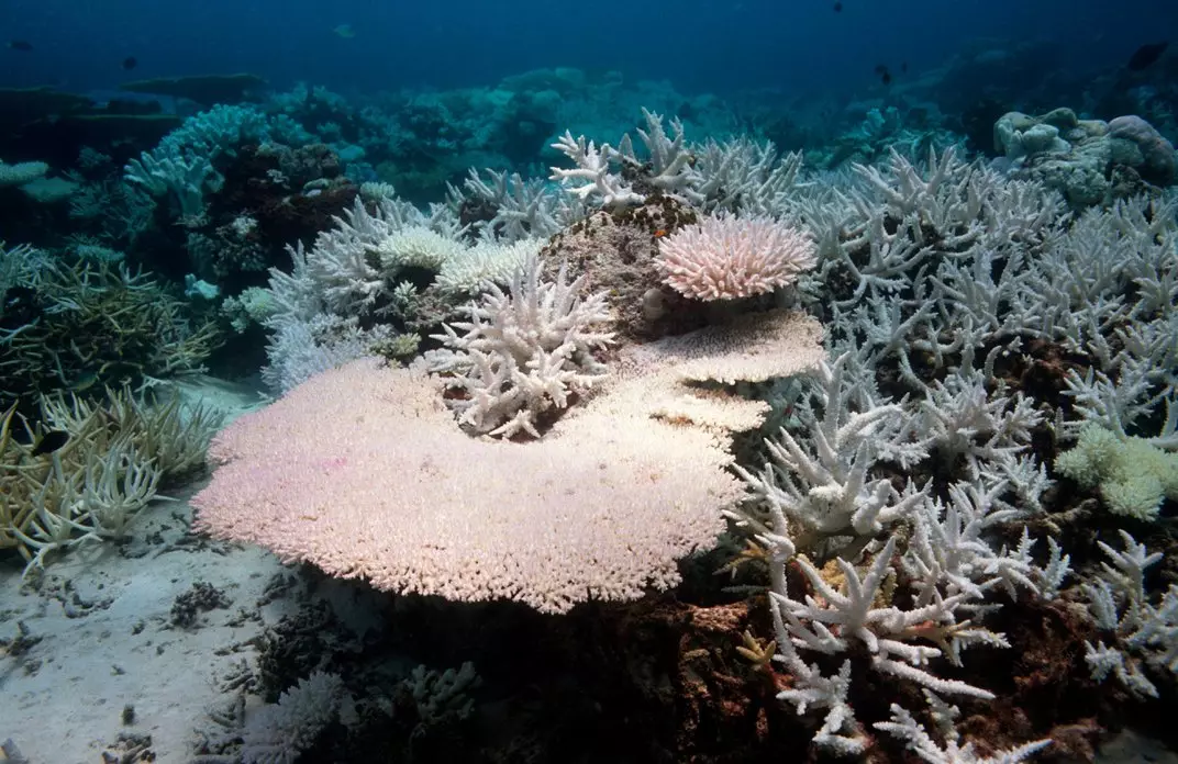 Teerera Kune Ruzha rweA Dying Coral Reef 51591_6