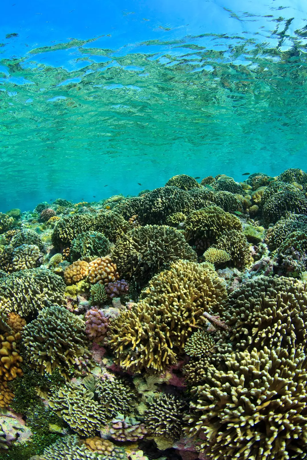Mamela Melumo ea Dying Coral Reef 51591_8