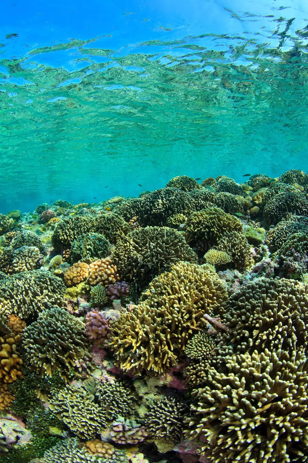 Hlustaðu á Sounds of a Dying Coral Reef 51591_8