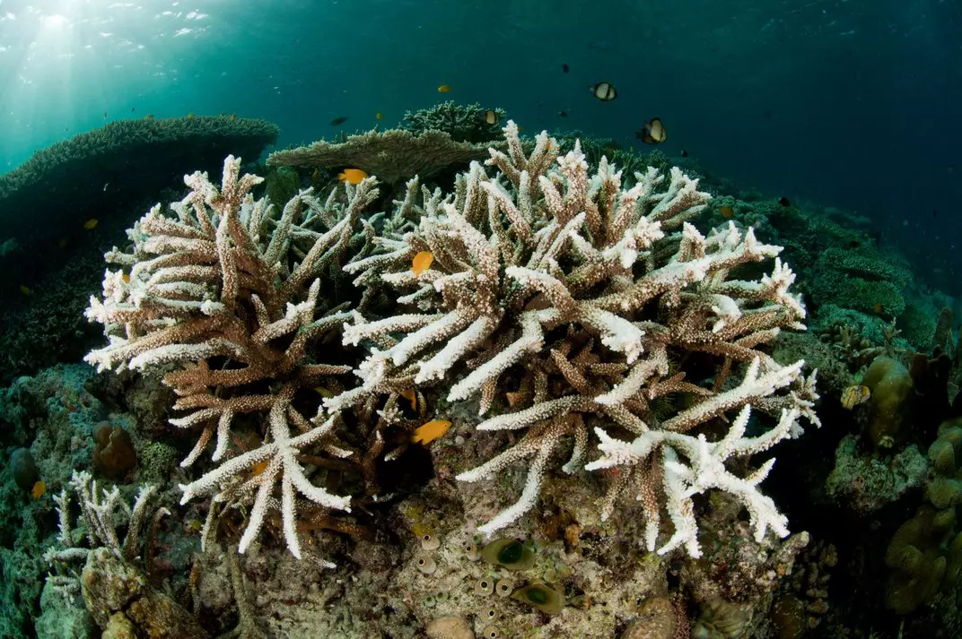 Entzun hilzorian dagoen koral arrezife baten soinuak 51591_9