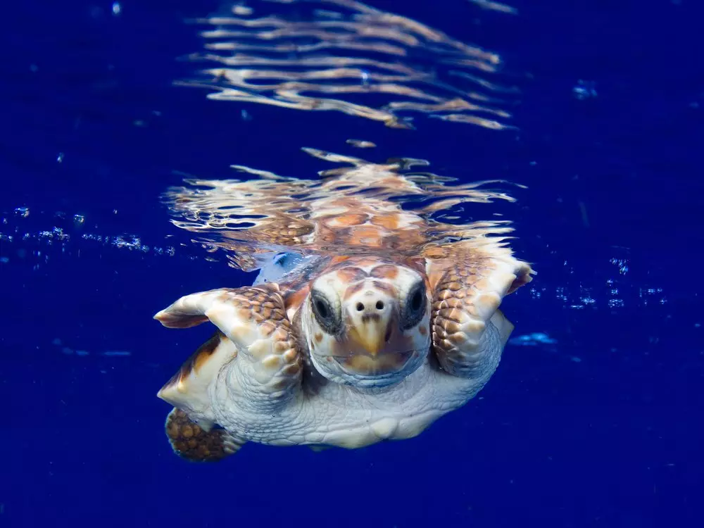 Označená novorozená mořská želva