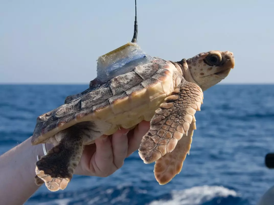 ¿A dónde van las tortugas marinas recién nacidas? 51592_2