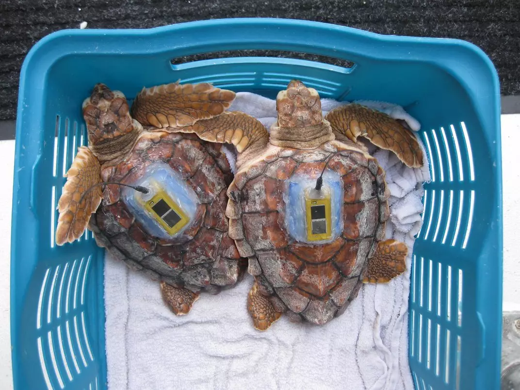 ¿A dónde van las tortugas marinas recién nacidas? 51592_5