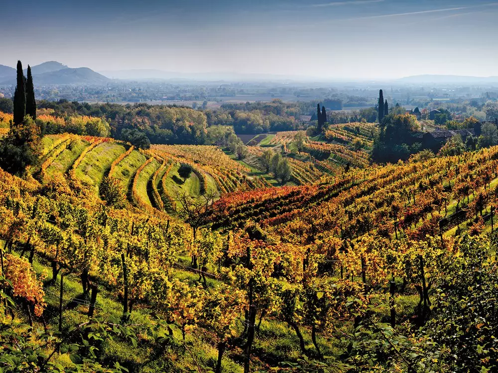 Friuli vinohrad
