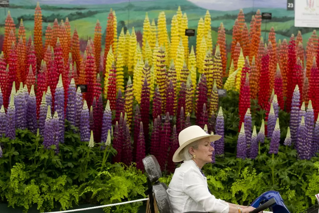 Fotos: Impresionantes exposicións florais presentadas na mostra de xardíns máis prestixiosa do Reino Unido 51651_15