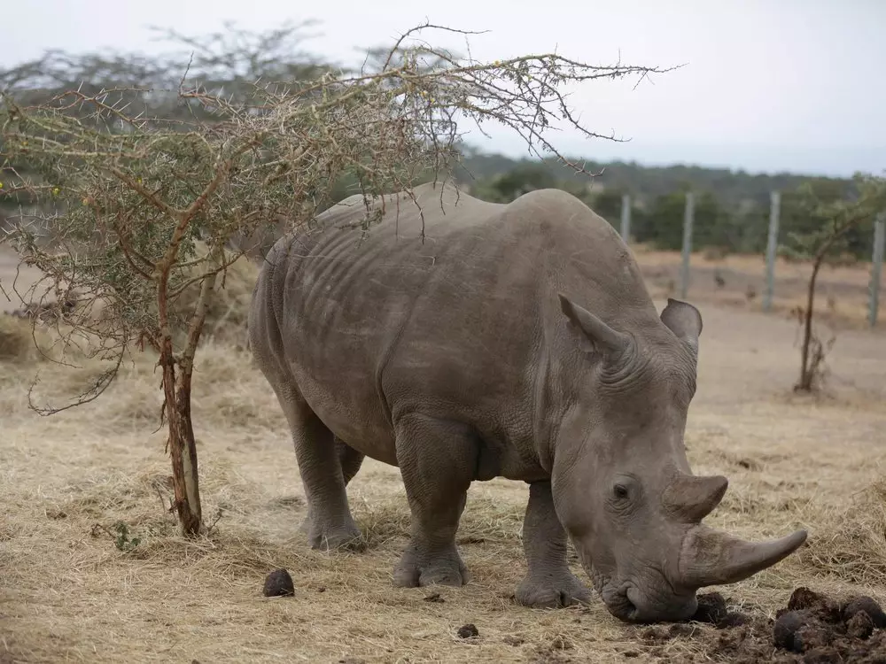 Najin, una dintre cele două femele de rinocer alb de nord rămase