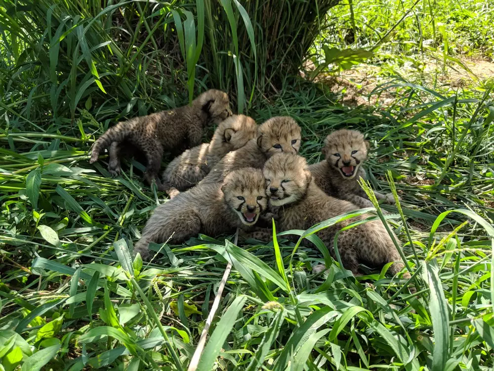 Këlyshët e Cheetah