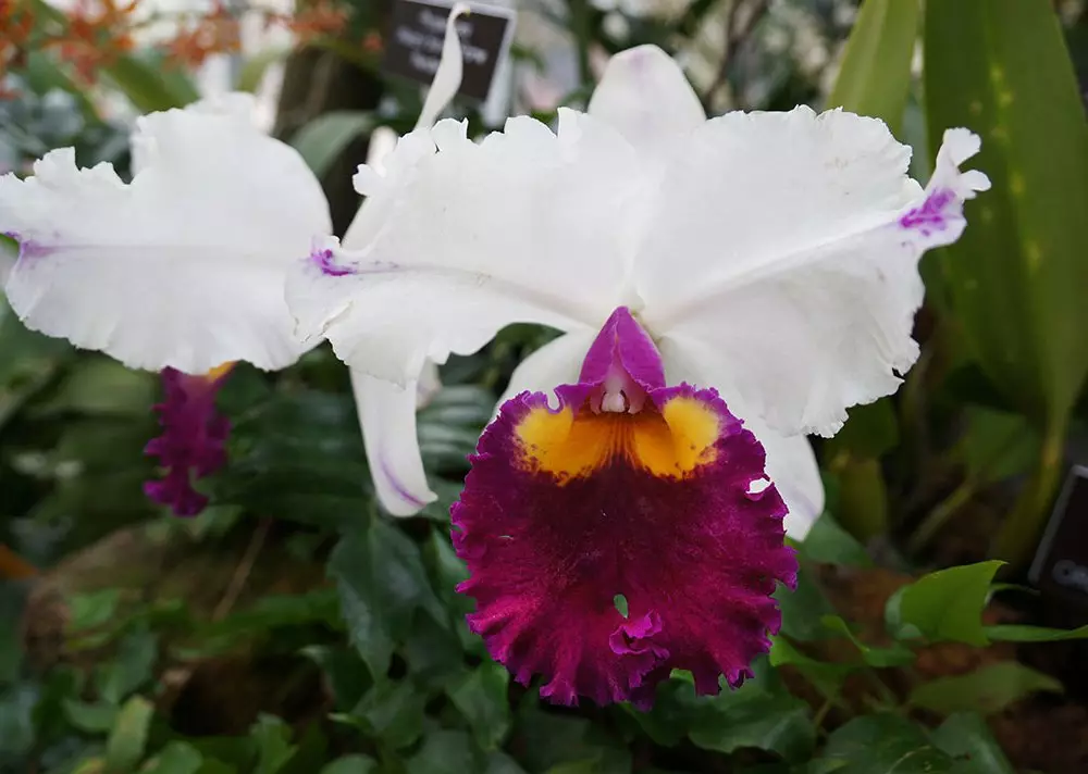 Orchidelirium, obsedenost z orhidejami, traja že stoletja