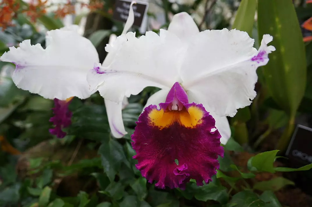 Orchidelirium, ihe na-emetụ n'ahụ maka orchids, adịlarị kemgbe ọtụtụ narị afọ 51697_1