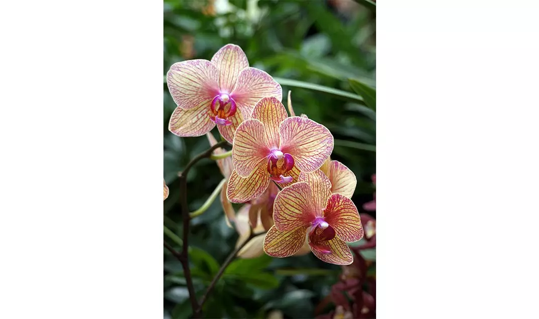 Orchidelirium, ihe na-emetụ n'ahụ maka orchids, adịlarị kemgbe ọtụtụ narị afọ 51697_10