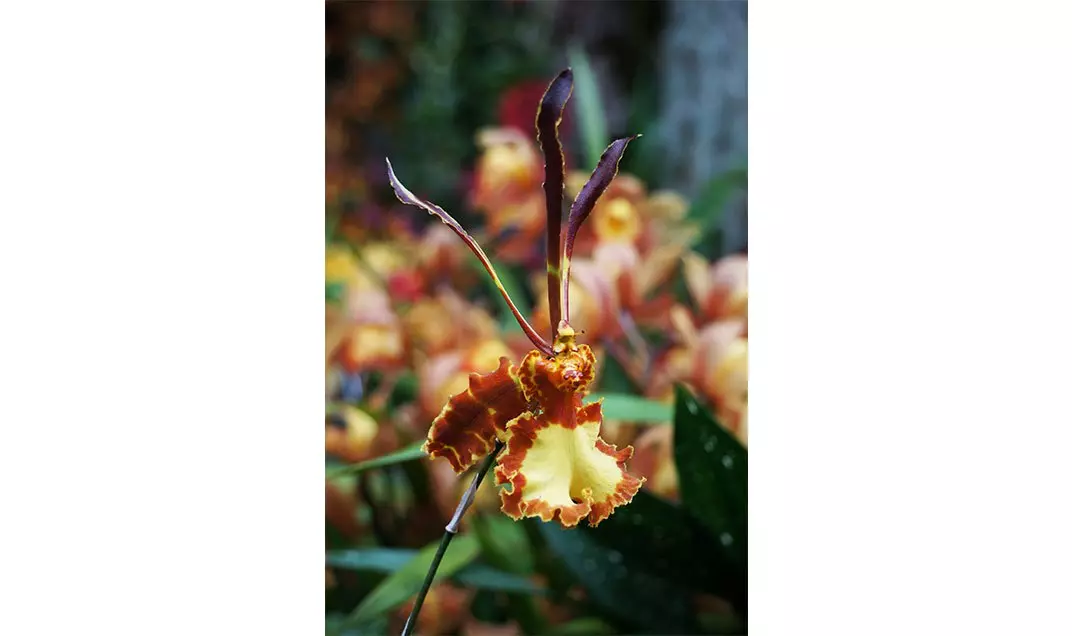 Orchidelirium, damuwa da Orchids, ya dade har tsawon shekaru 51697_11