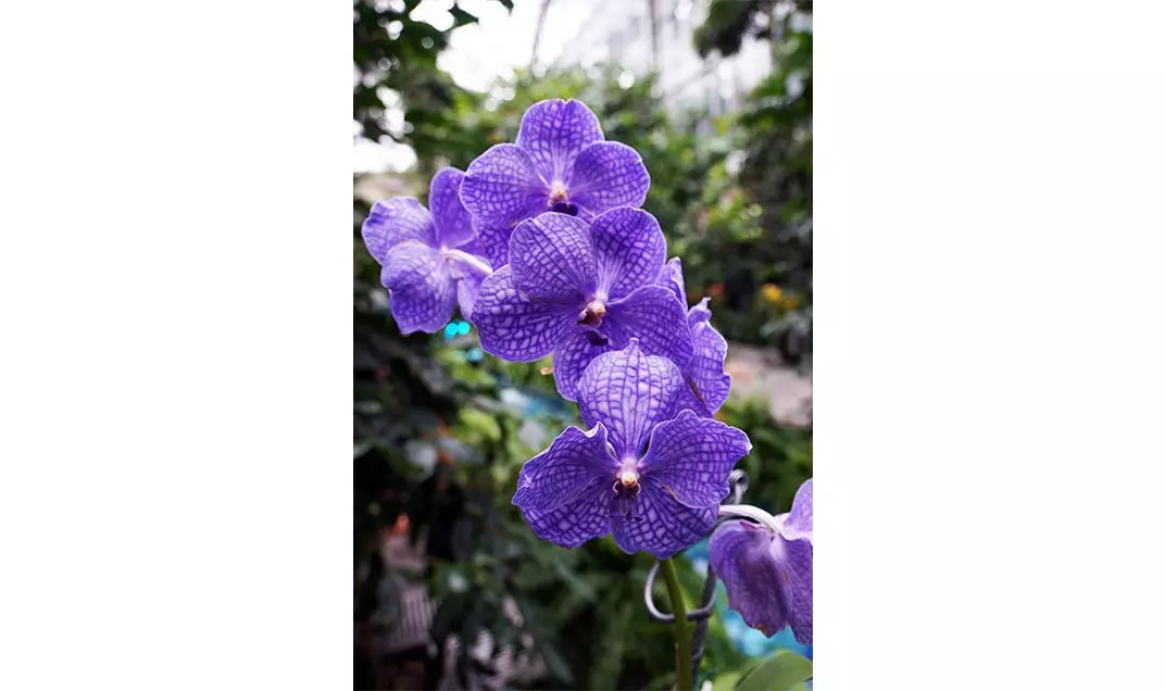 Orchidelirium သည် သစ်ခွများကို စွဲလမ်းမှုတစ်ခုဖြစ်ပြီး ရာစုနှစ်များစွာကြာခဲ့သည်။ 51697_12