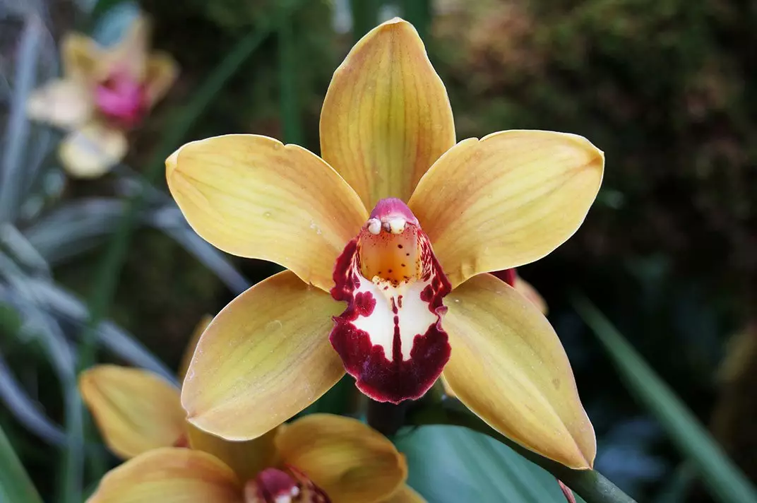 Ny Orchidelirium, izay liana amin'ny orkide, dia naharitra nandritra ny taonjato maro 51697_4