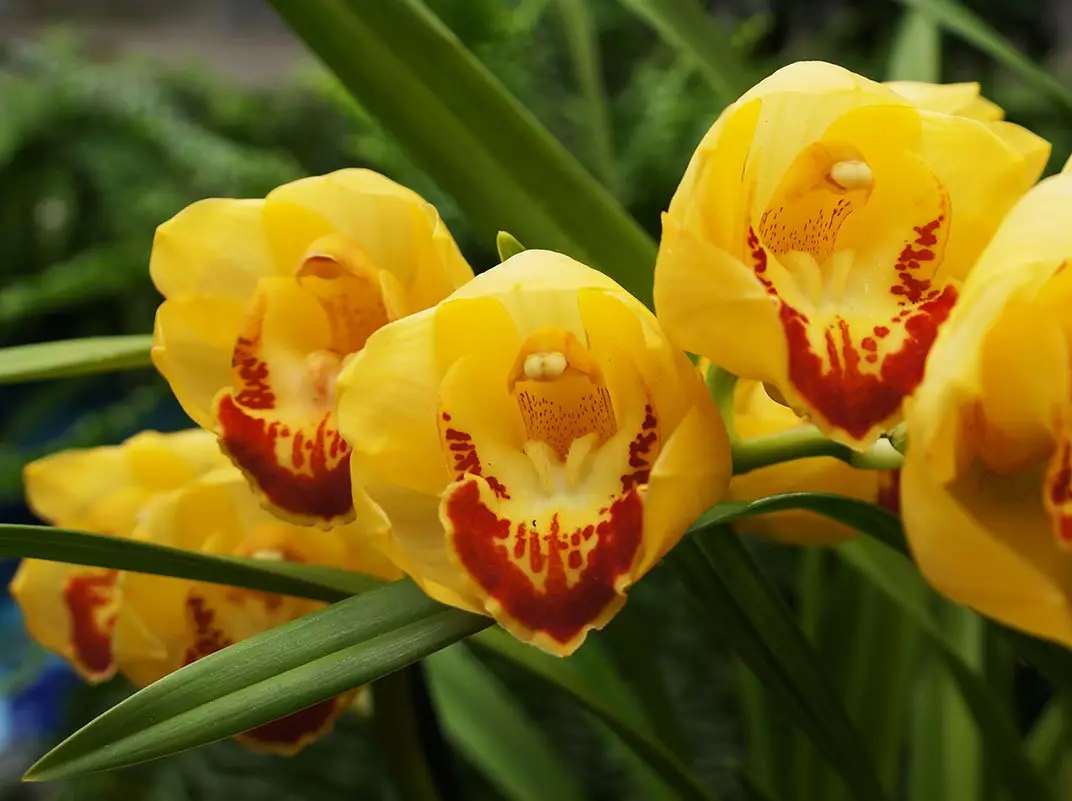 Orchidelirium, aimọkan pẹlu Orchids, ti pẹ fun awọn ọgọrun ọdun 51697_5