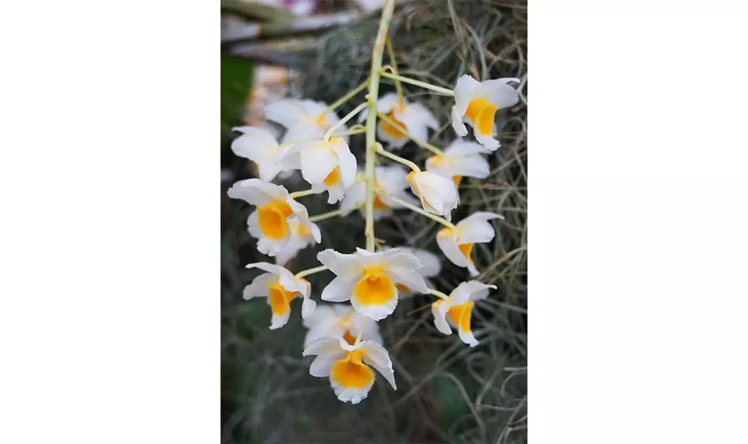 Orchidelirium သည် သစ်ခွများကို စွဲလမ်းမှုတစ်ခုဖြစ်ပြီး ရာစုနှစ်များစွာကြာခဲ့သည်။ 51697_6