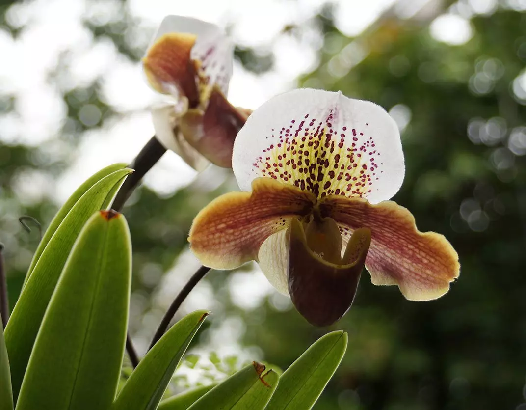 Orchidelirium, eine Obsession mit Orchideen, hat Jahrhunderte gedauert 51697_9