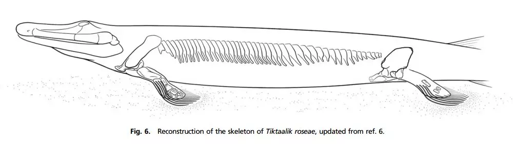 01_14_2014_tiktaalik骨架.jpg