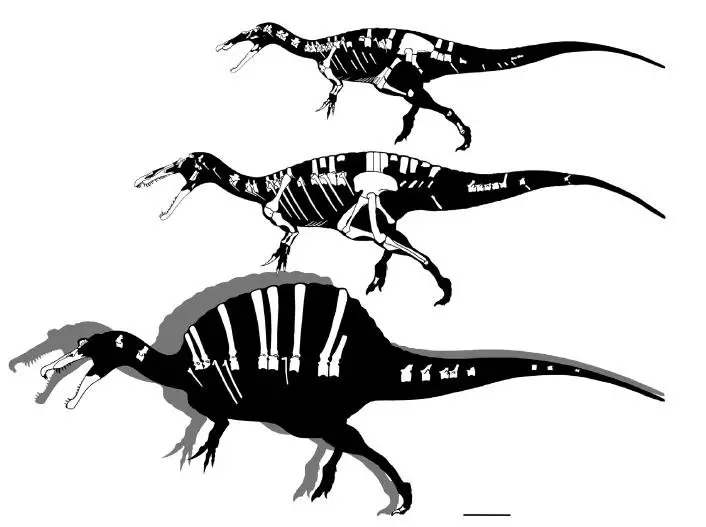 Спинозаврлар туралы не білеміз?