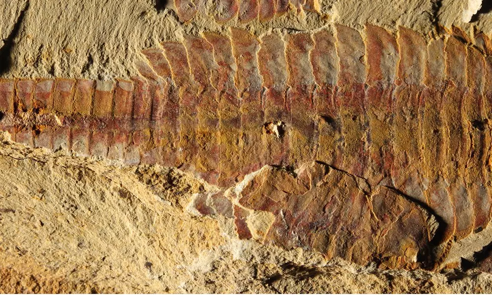 Eyona Ntliziyo yeFossilized endala ifunyenwe…YayiyeyeNdlavu