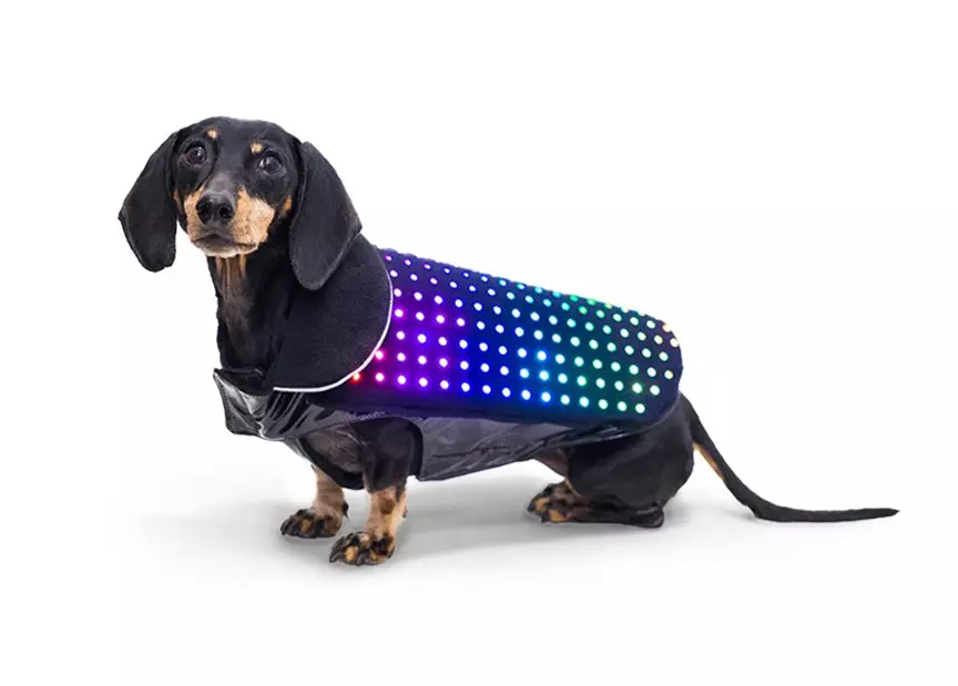 Disco hund