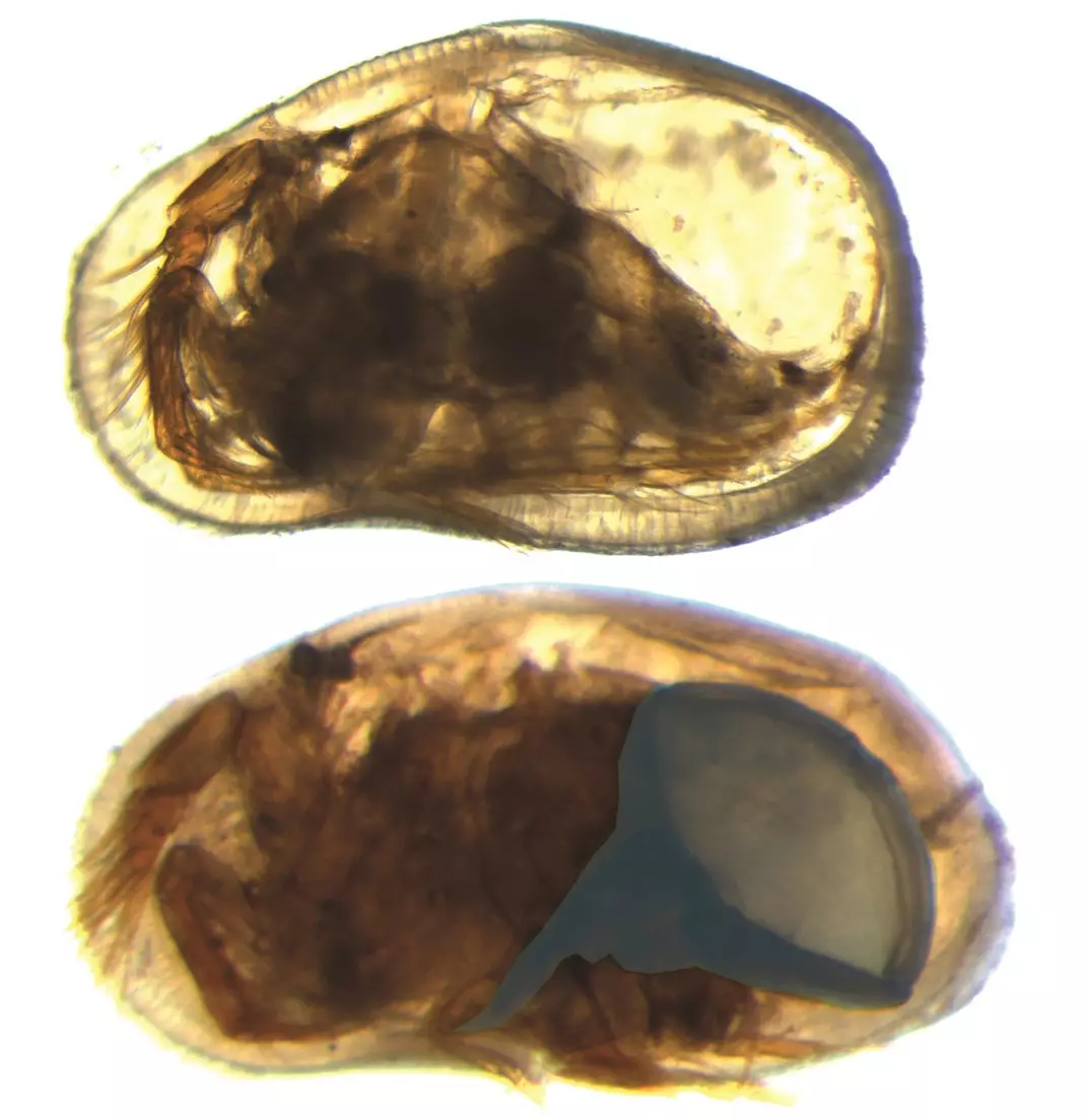 Mit árul el nekünk az evolúcióról az apró rákfélék nagy pénisze