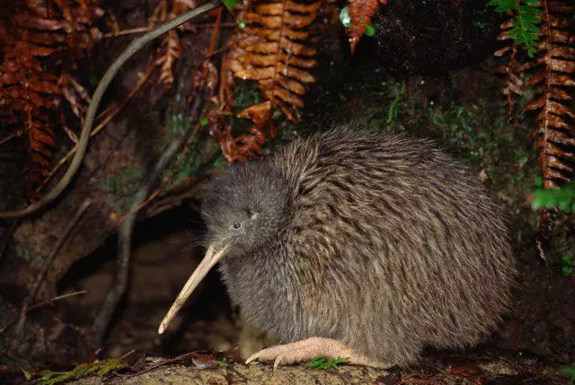 Indlovu Enkulu Kakhulu, Intaka Yendlovu Yeyona ntaka ikufutshane kwi-Wee, i-Flightless Kiwi