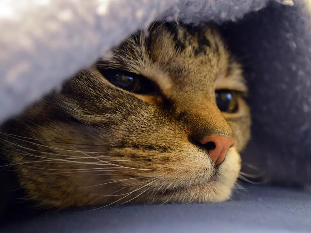 Katte får også brystkræft, og der er meget, vi kan lære af det