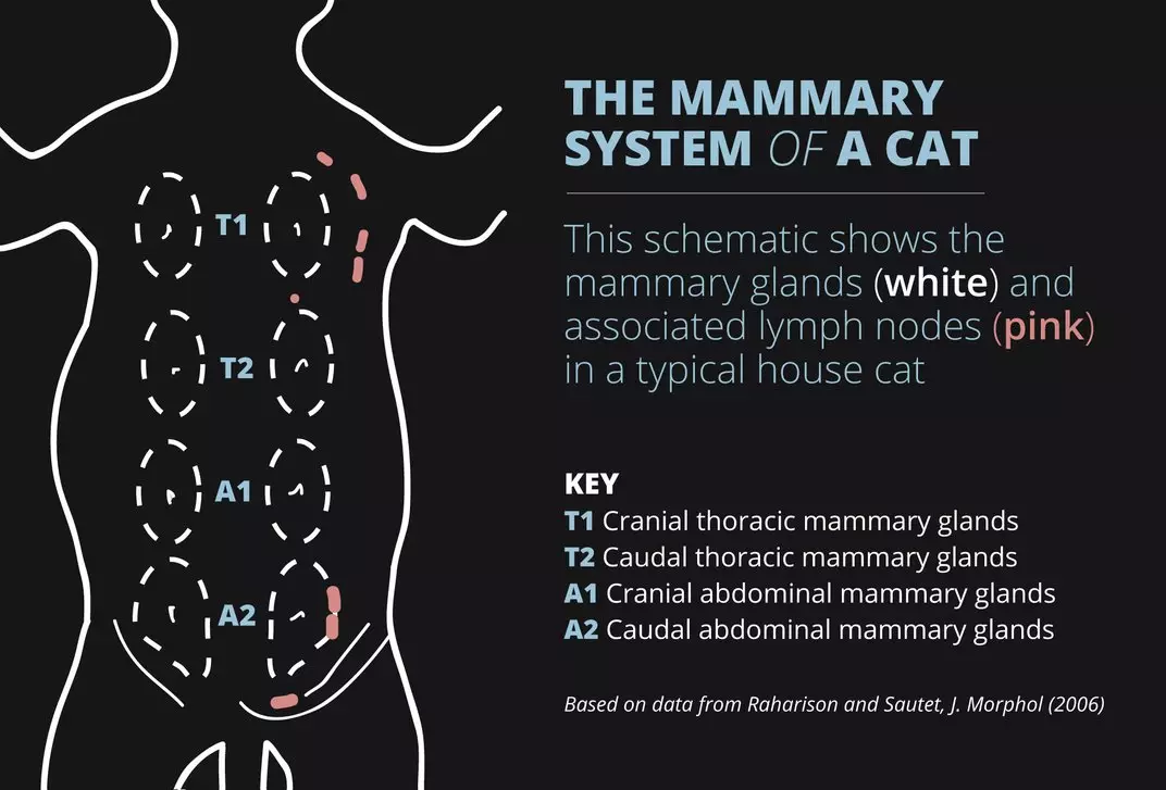 Gatos também têm câncer de mama, e há muito que podemos aprender com isso