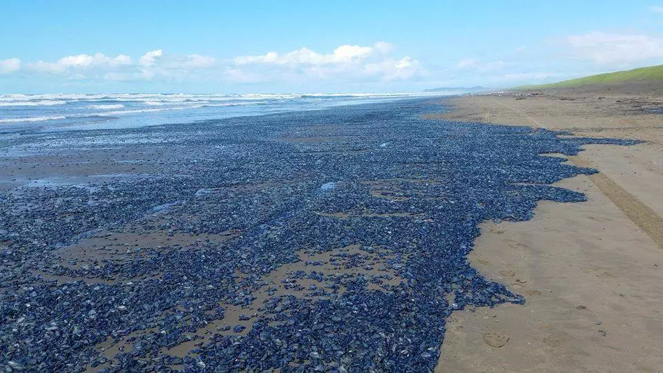 Na pobřeží Tichého oceánu se umývají zástupy elegantních modrých želé