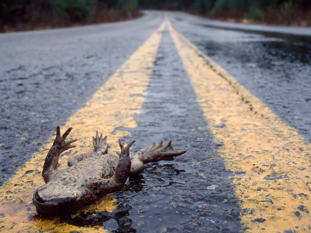 Roadkill frog