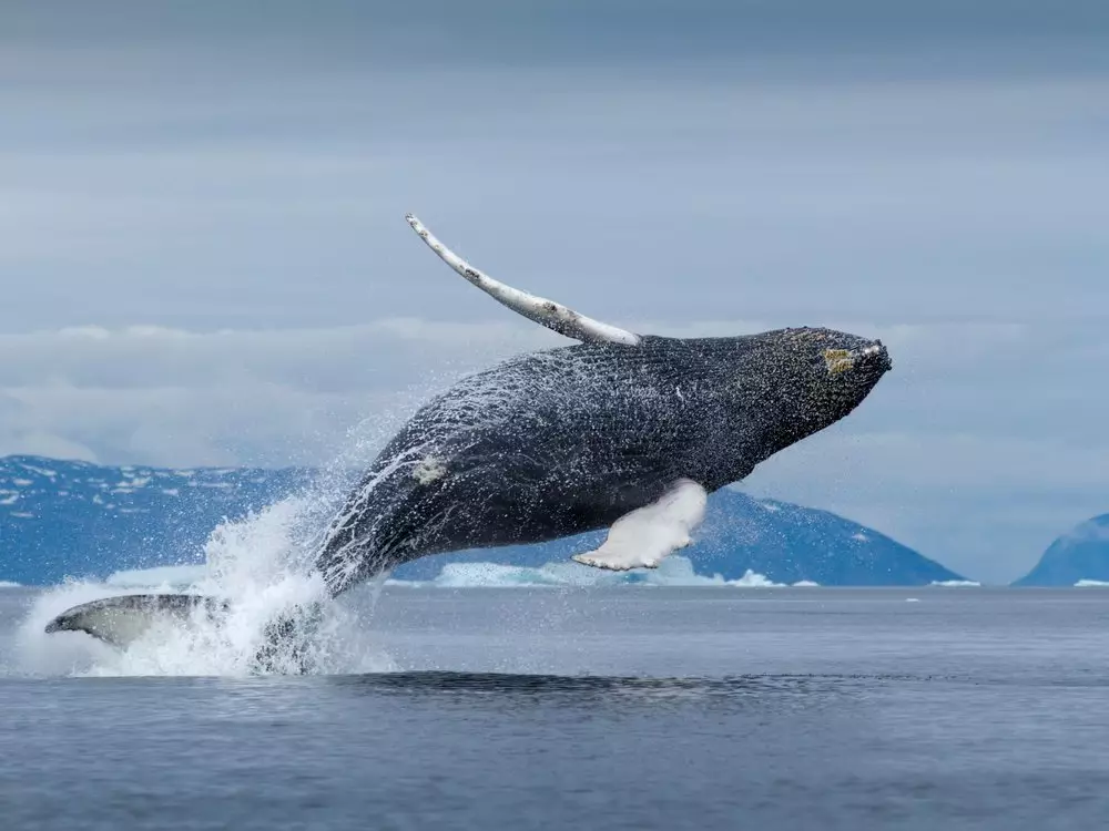 Aturan Pengadilan Kebisingan Angkatan Laut Menyebabkan Terlalu Banyak Kerusakan pada Mamalia Laut