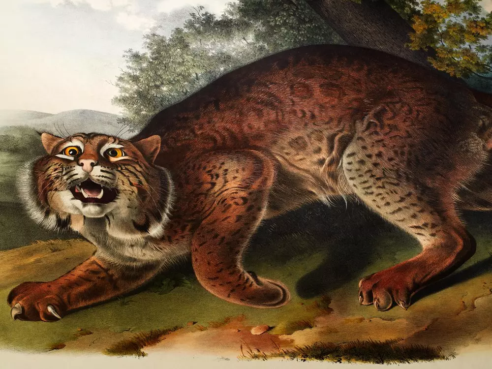 The Fantastic Beasts of John James Audubon's Little-Known Book on Mammals