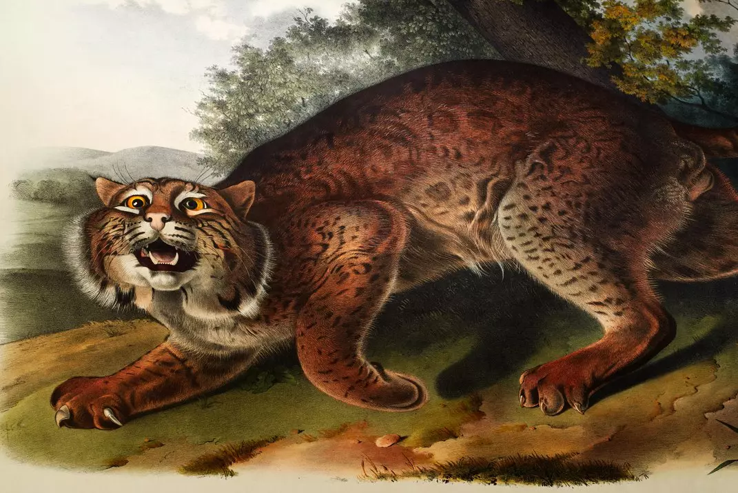 The Fantastic Beasts of John James Audubon's Little-Known Book on Mammals 51826_1