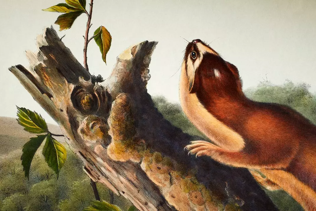 Fantastyczne zwierzęta z mało znanej książki Johna Jamesa Audubona o ssakach 51826_2