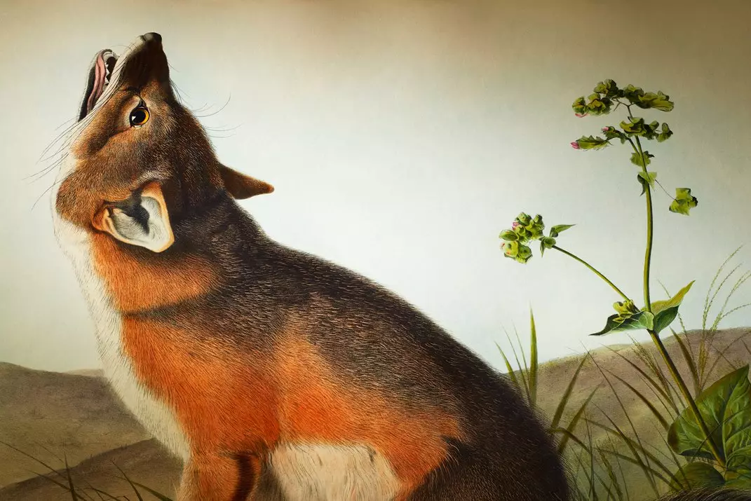 The Fantastic Beasts of John James Audubon's Little-Known Book on Mammals 51826_3