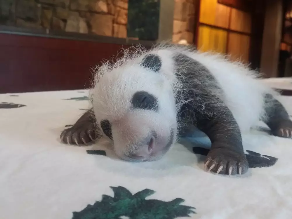 O zoolóxico nacional quere as túas fotos de Panda Cam máis bonitas