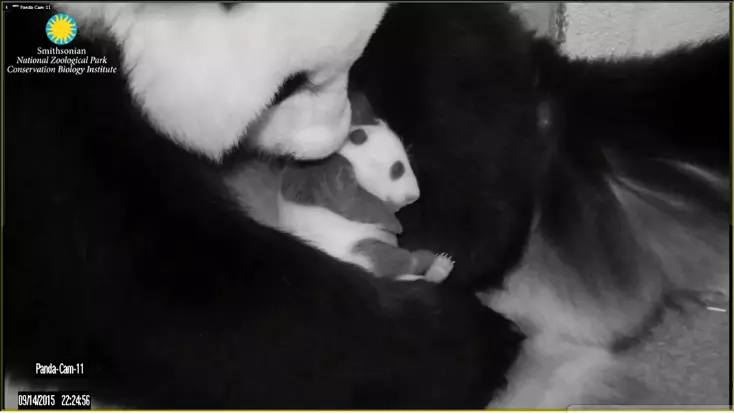 Der National Zoo will Ihre süßesten Panda-Cam-Fotos 51838_1