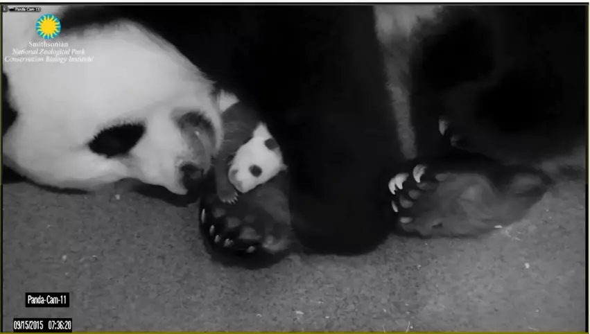 Nacionalinis zoologijos sodas nori jūsų gražiausių „Panda Cam“ nuotraukų 51838_2