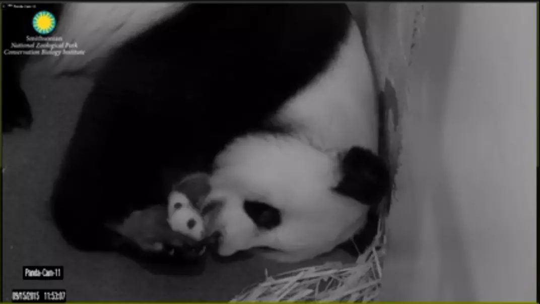 Nacionalni zoološki vrt želi vaše najslađe fotografije Panda Cam 51838_3