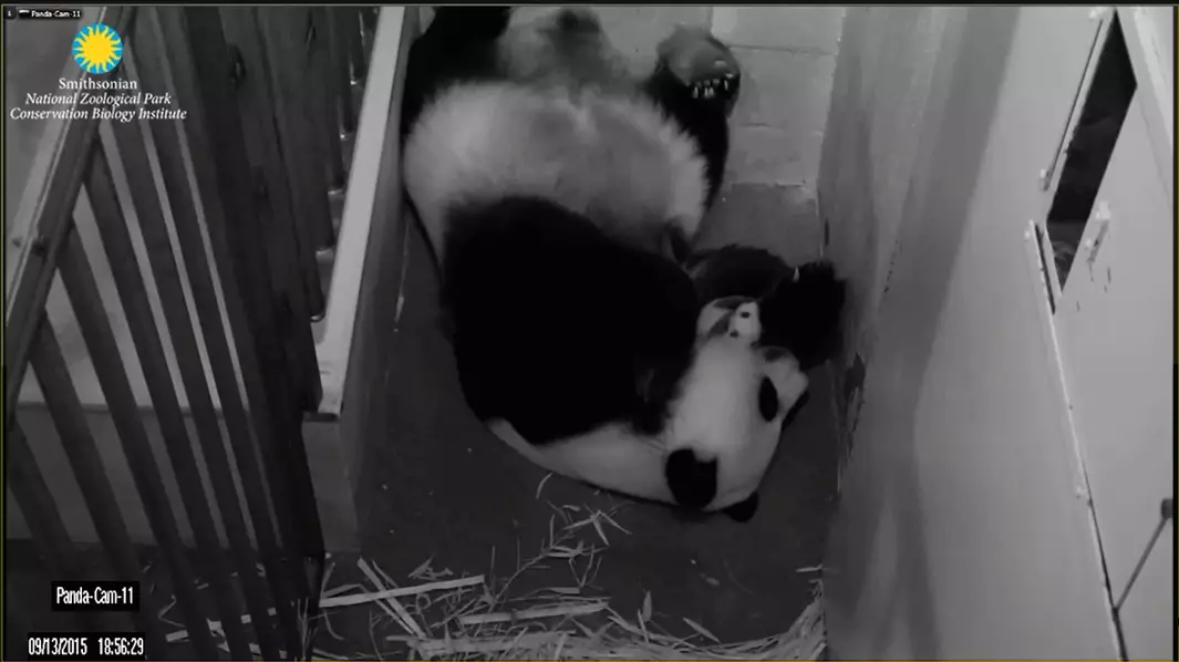 Zoo ya Kitaifa Inataka Picha Zako Zilizopendeza Zaidi za Panda Cam 51838_4